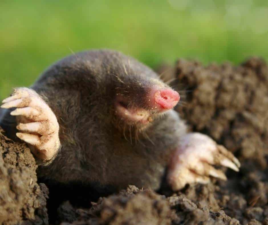 6 vriendelijke manieren - mollen verjagen - Doepserleven.nl