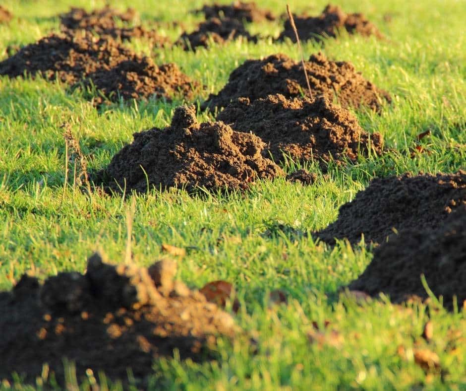6 vriendelijke manieren - mollen verjagen - Doepserleven.nl